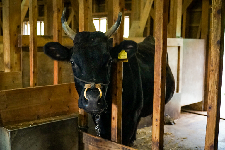 A Journey to Discover the Origins of Kobe Beef | Related | AMAZING ...