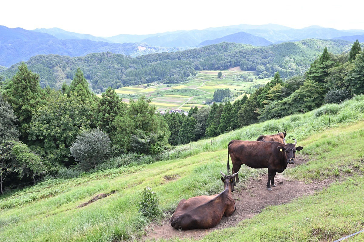 A Culinary Journey Through Hyogo’s Finest Flavors—Then On to the ...