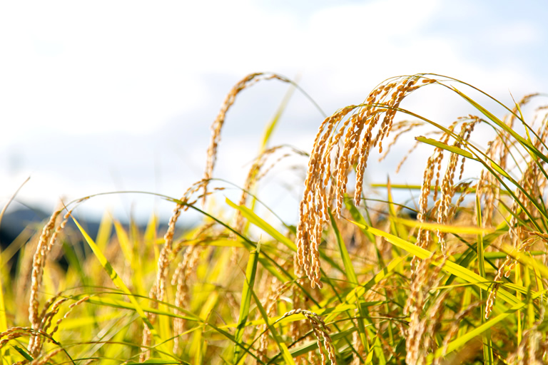 In Search of the Roots of Sake: Nada – A Journey Through the Wonder of ...